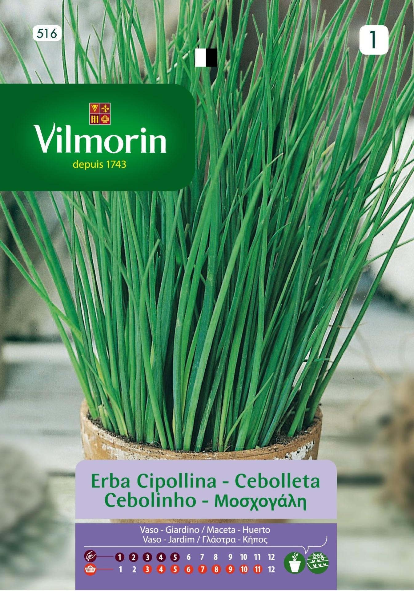 Semilla de cebolleta | Leroy Merlin