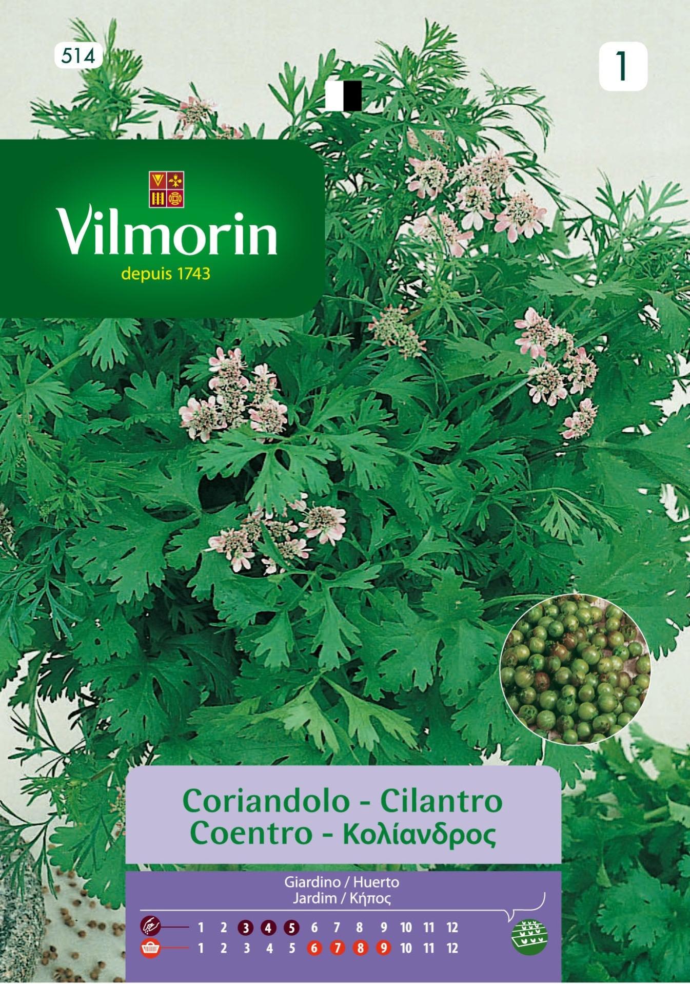 Semilla de cilantro | Leroy Merlin