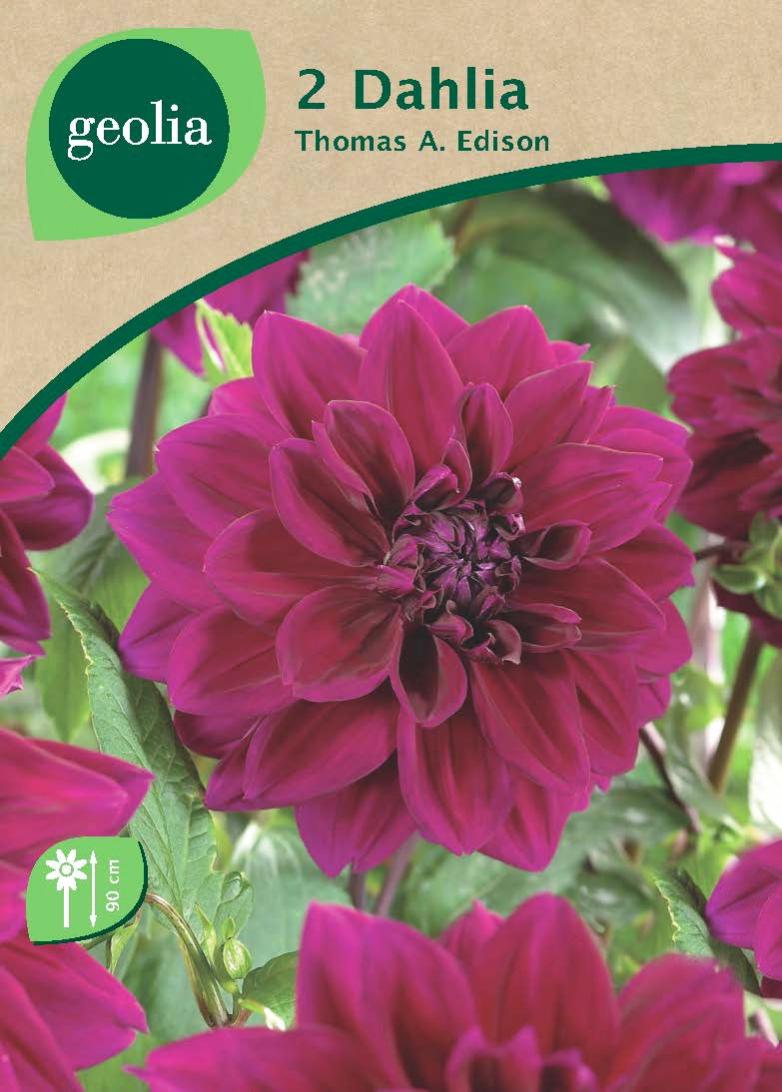 Bulbo de dalia GEOLIA Deco Thomas Edison | Leroy Merlin