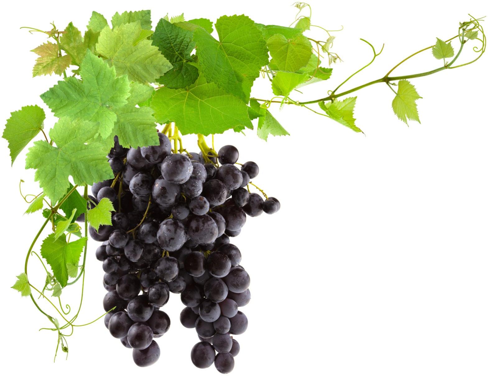 Parra de 2 años | Leroy Merlin