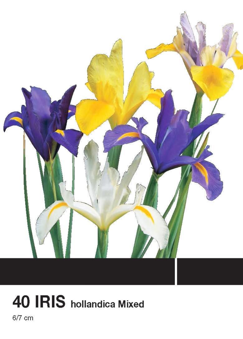 Bulbo de iris GEOLIA Hollandais | Leroy Merlin