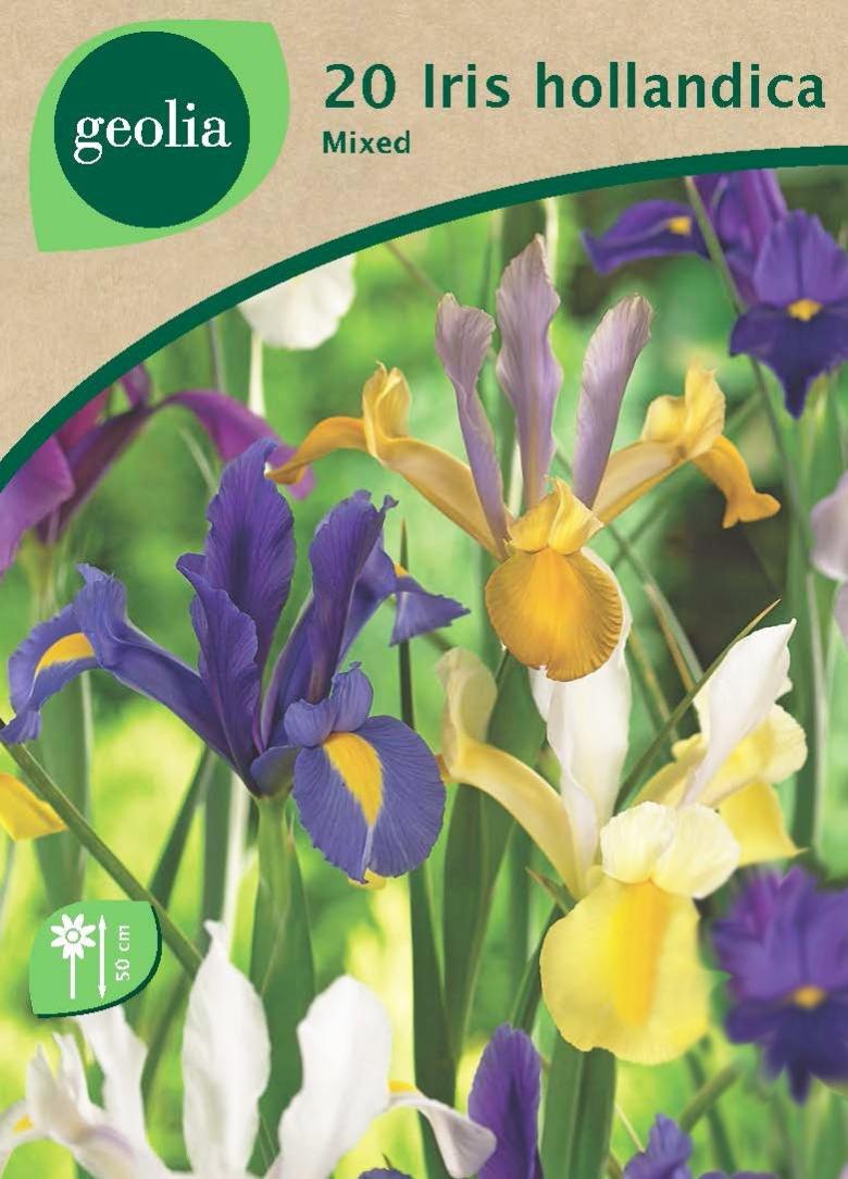 Bulbo de iris GEOLIA Hollandais | Leroy Merlin