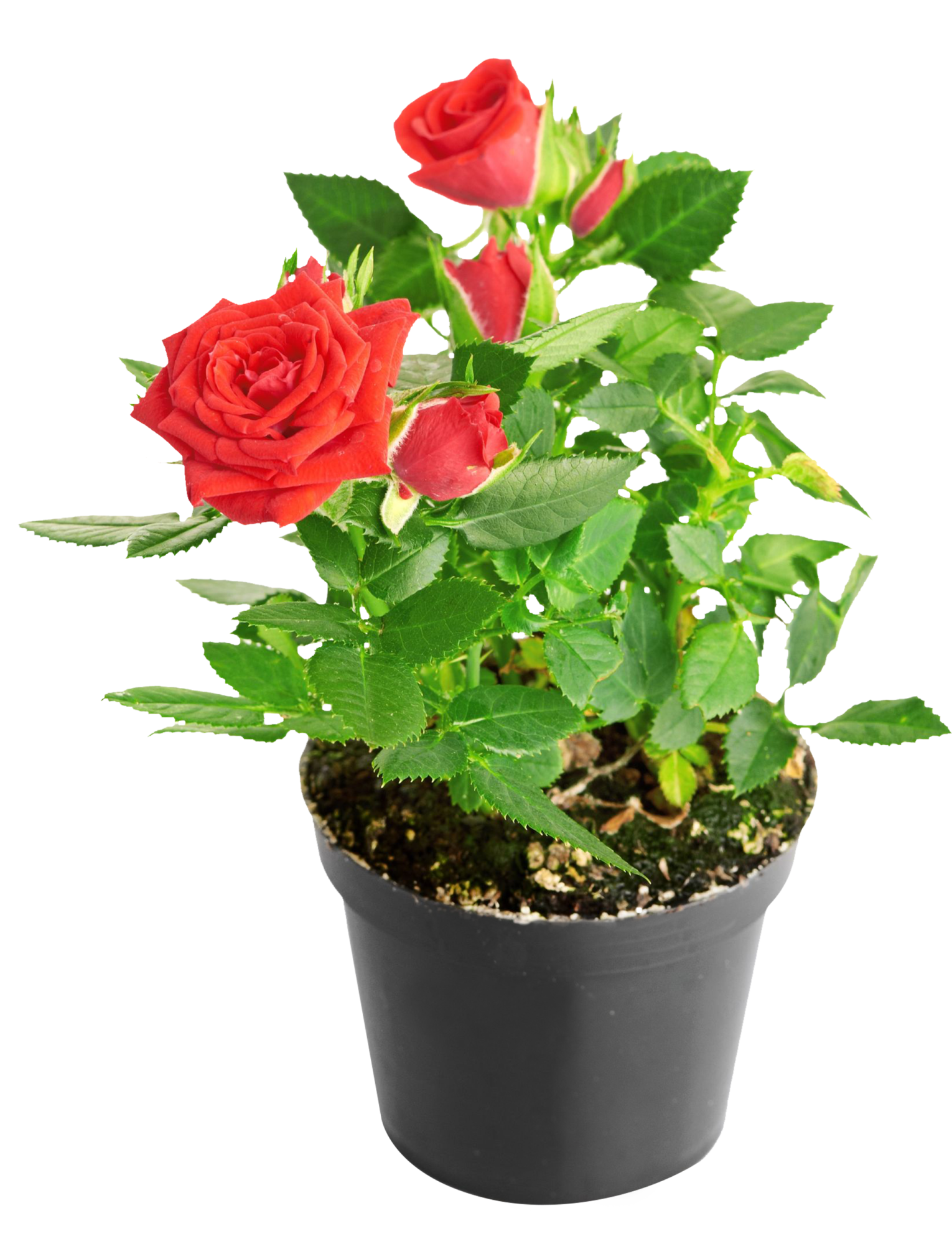 Planta con flores Rosa Rosacea en maceta de 13 cm | Leroy Merlin