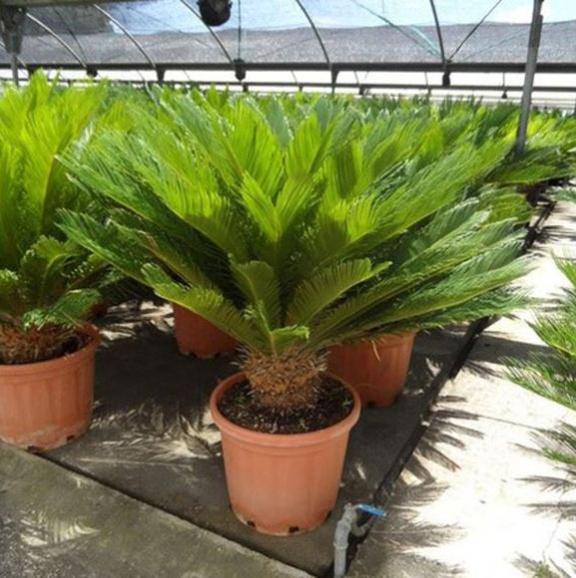 Cycas revoluta perenne en maceta de 36 cm | Leroy Merlin