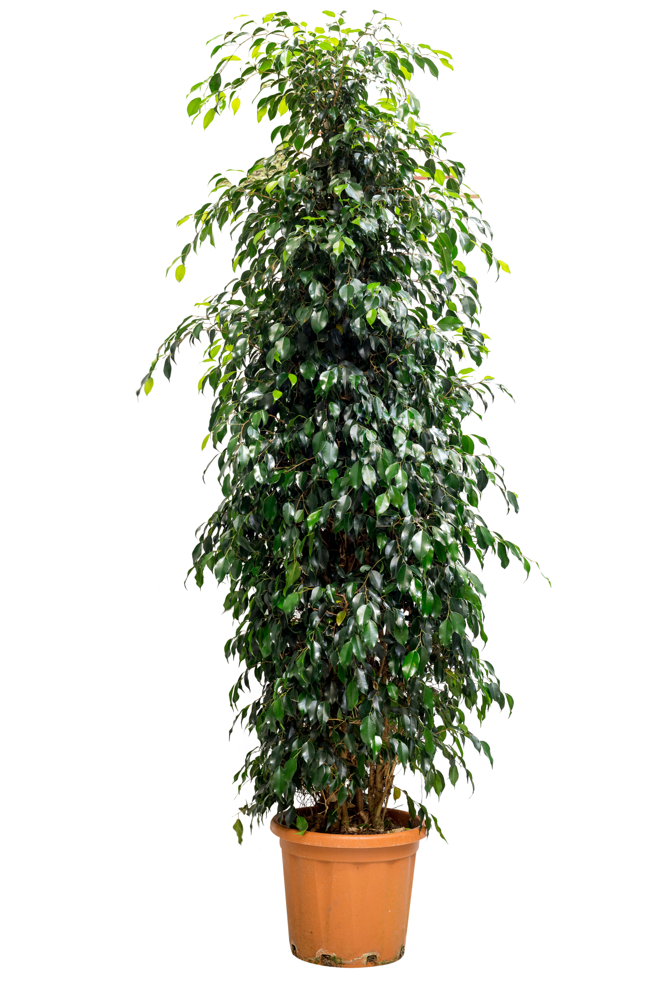 Planta verde Ficus Benjamina Danielle en maceta de 35 cm | Leroy Merlin