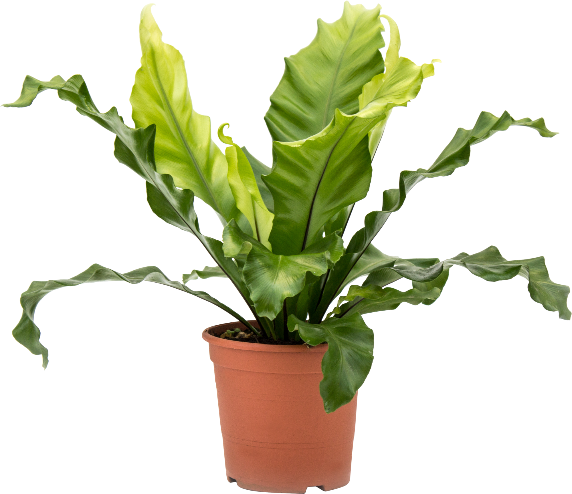 Planta verde Asplenium Nidus en maceta de 17 cm | Leroy Merlin