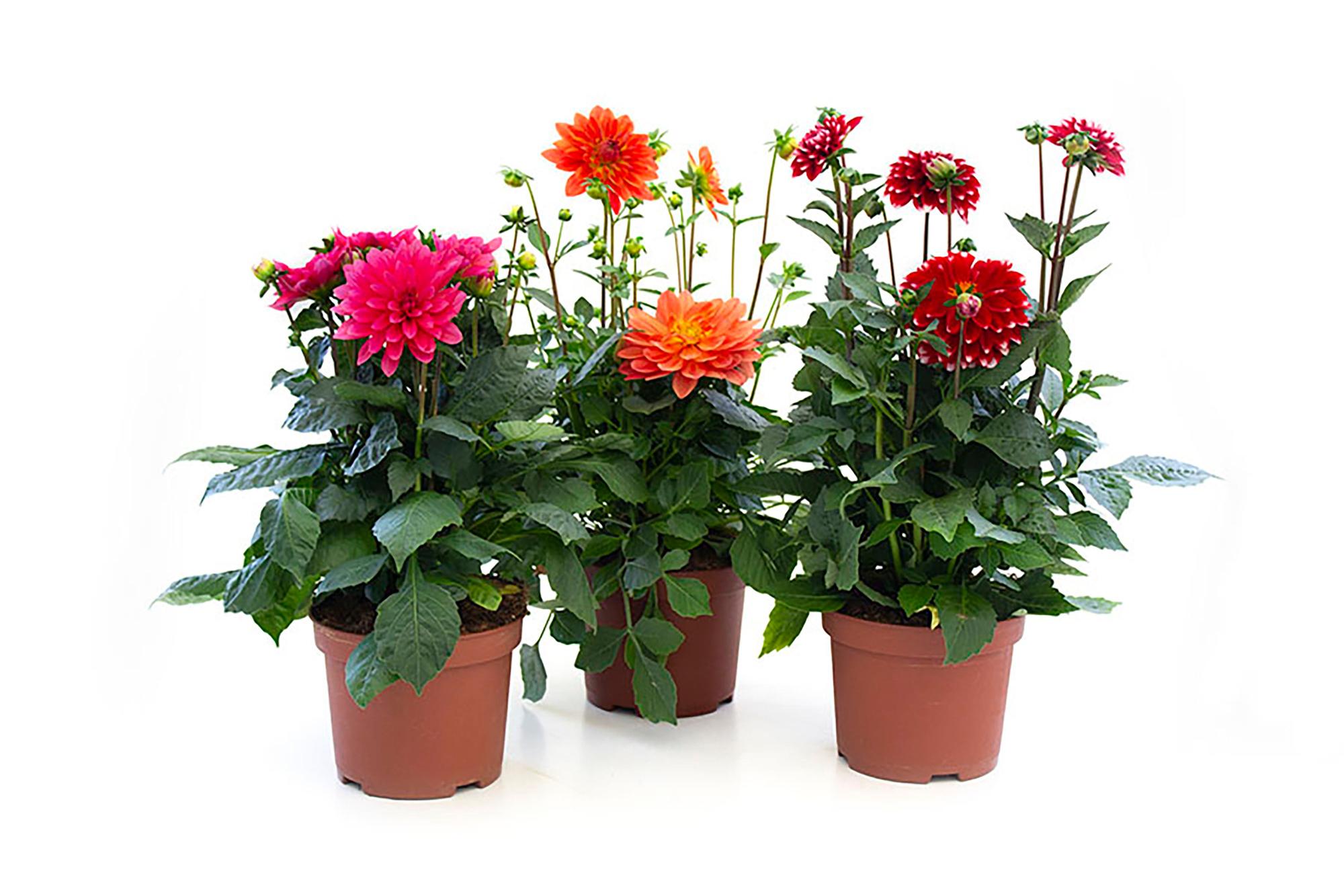 Dahlia 'Dalina Maxi LG16 cm | Leroy Merlin