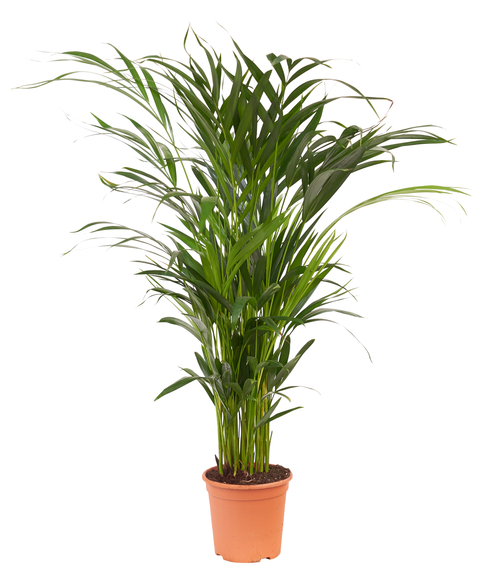 Planta verde Areca Lutescens (Dypsis Lutescens) en maceta de 17 cm ...