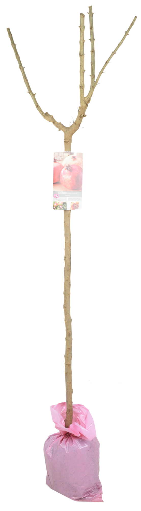 Granado de 4 años cepellón | Leroy Merlin