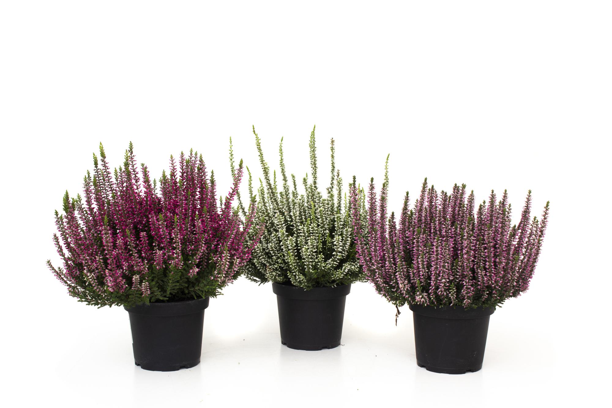 Planta con flores Calluna Vulgaris en maceta de 13 cm | Leroy Merlin