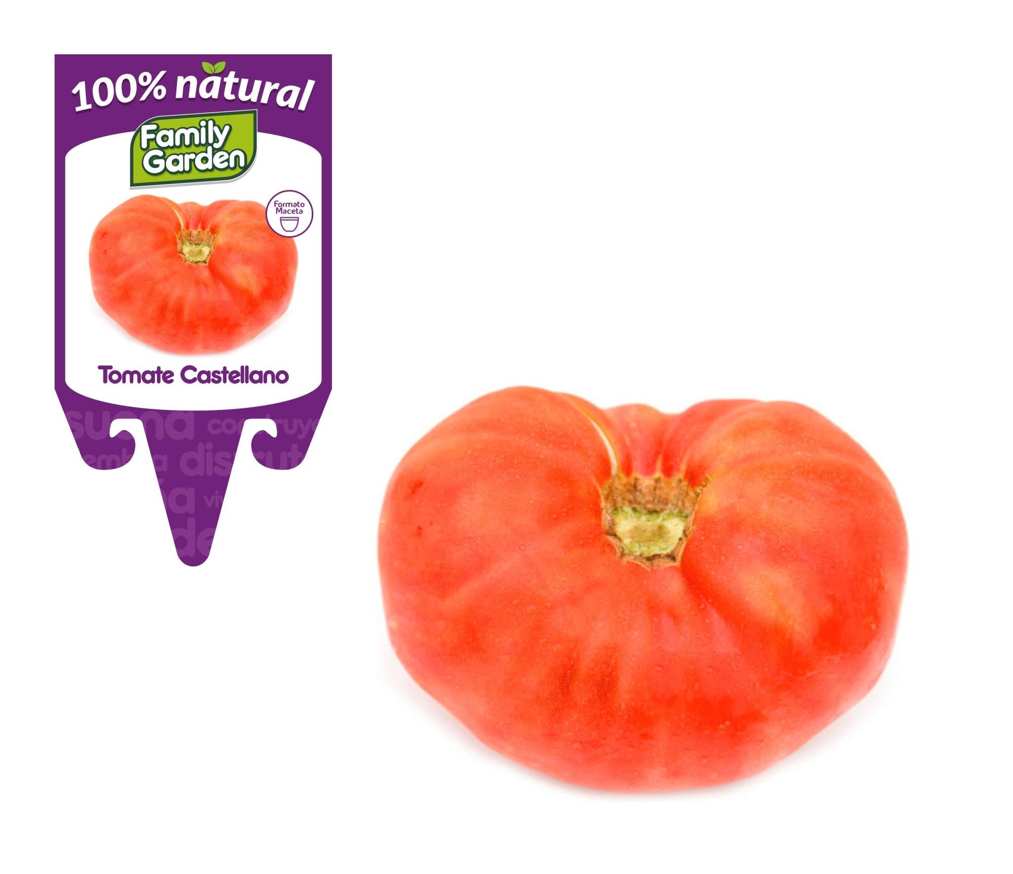 Bandeja de plantones TOMATE castellano 6 unidades | Leroy Merlin