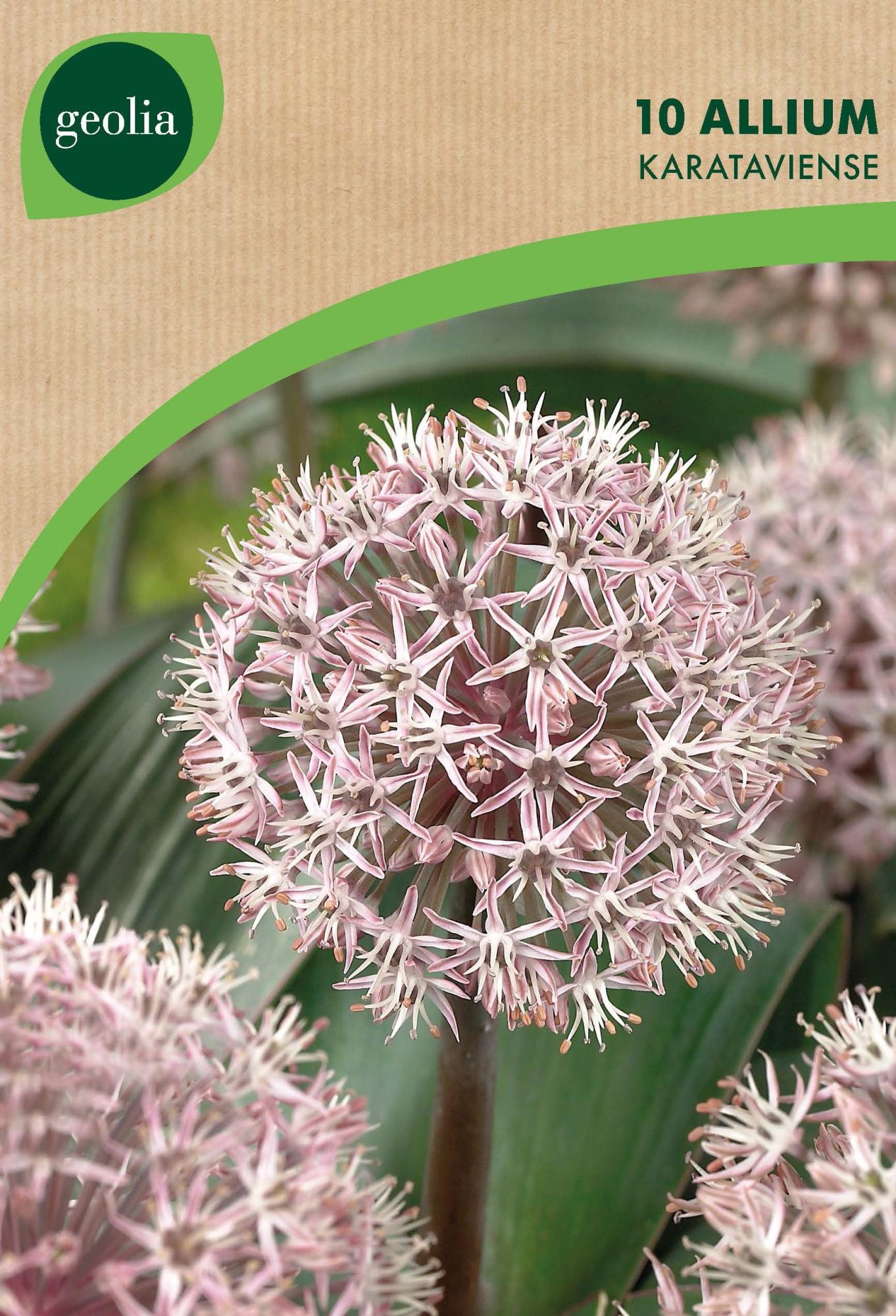 Bulbos de Allium GEOLIA Karataviense | Leroy Merlin