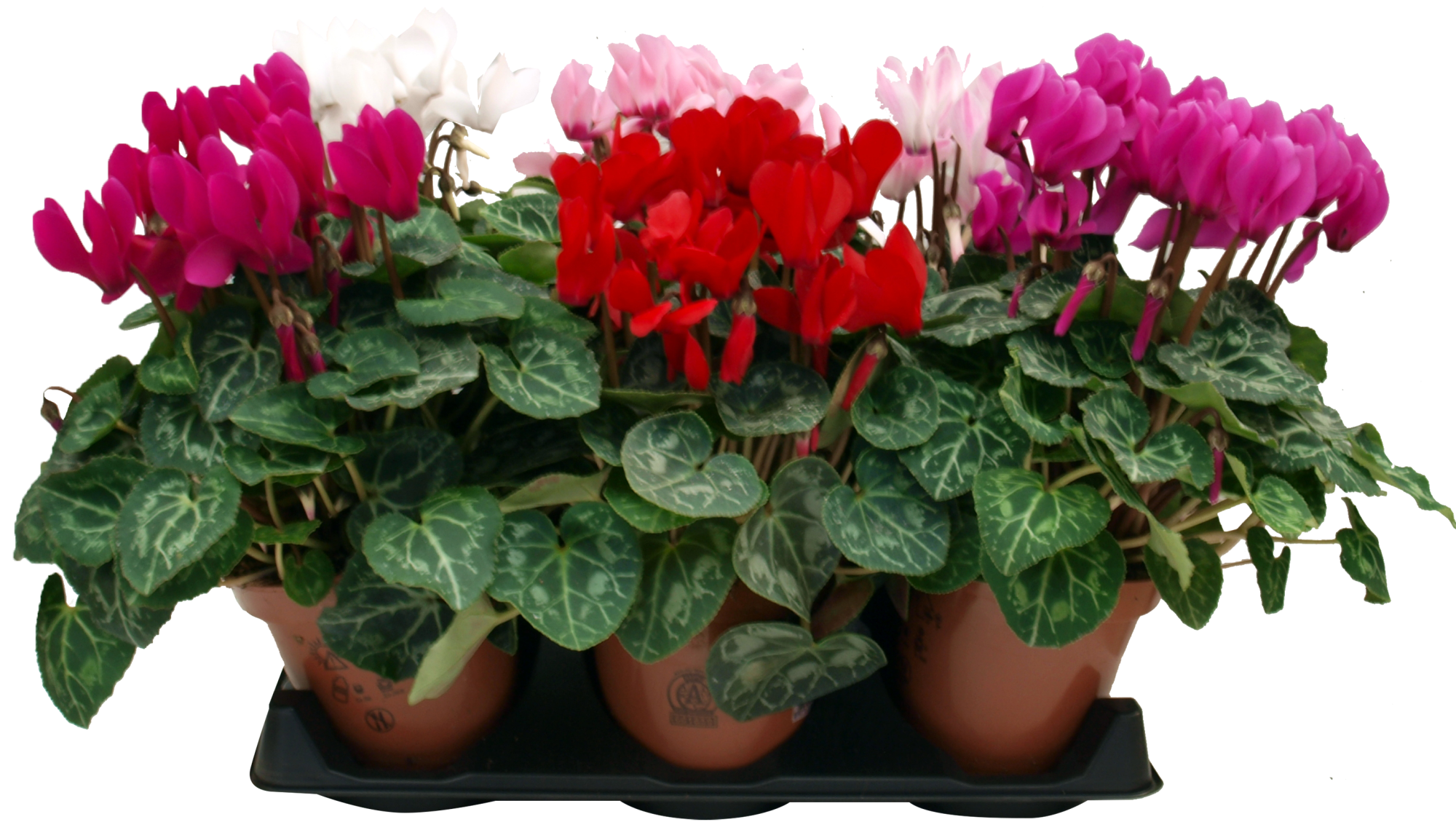 Pack ciclamen mini 10,5 cm | Leroy Merlin