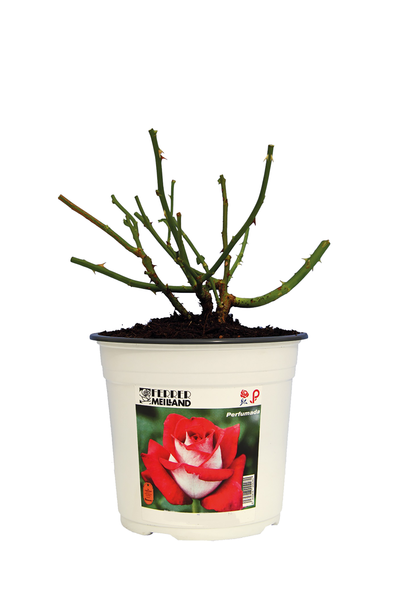 Rosal Granadella rojo en maceta D17 cm | Leroy Merlin