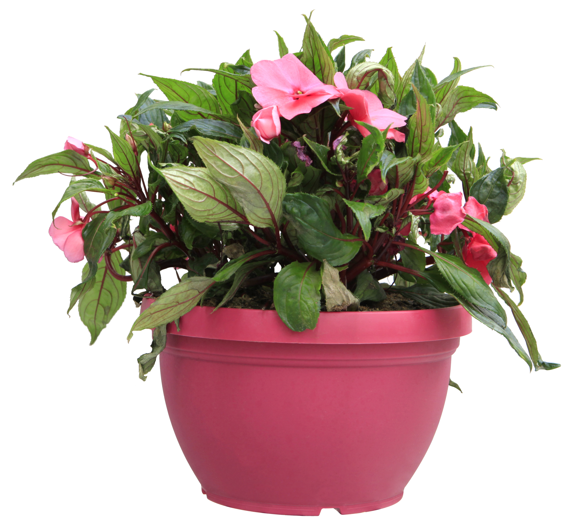 Planta con flores Impatiens 'New Guinea' en maceta de 26 cm | Leroy Merlin