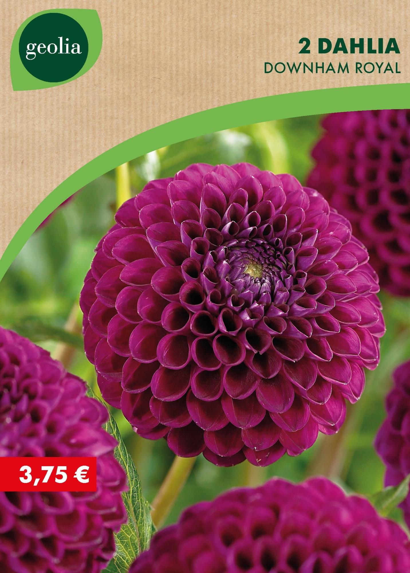 Bulbo de dalia GEOLIA Pompon | Leroy Merlin