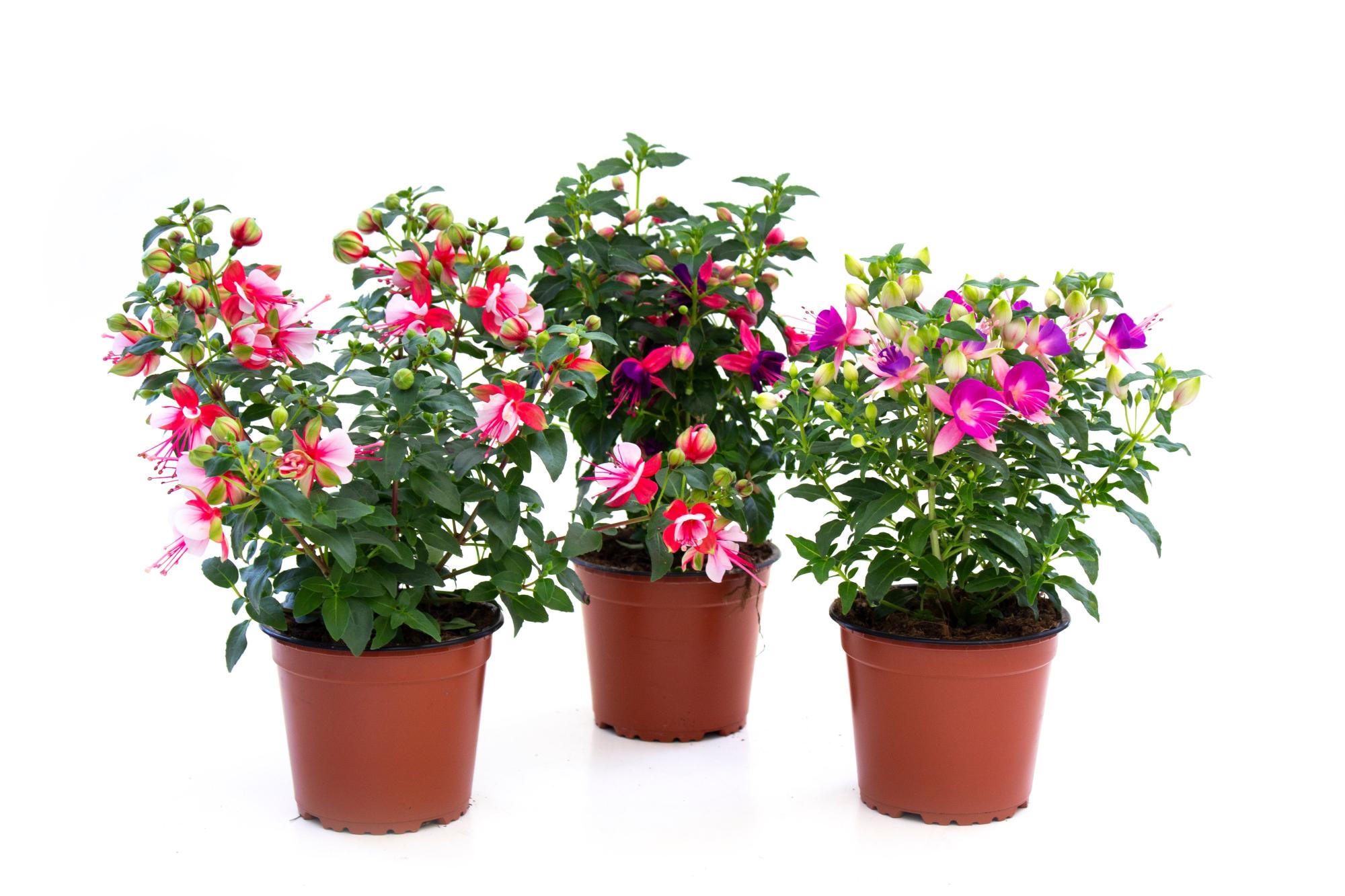 Fuchsia X Hybrida M13 | Leroy Merlin