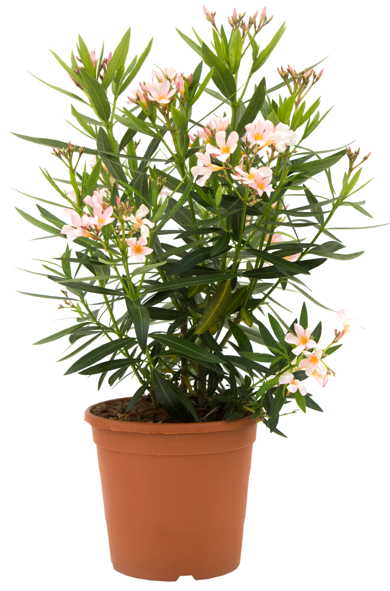 Arbusto Nerium Oleander Nana 050-060 cm | Leroy Merlin