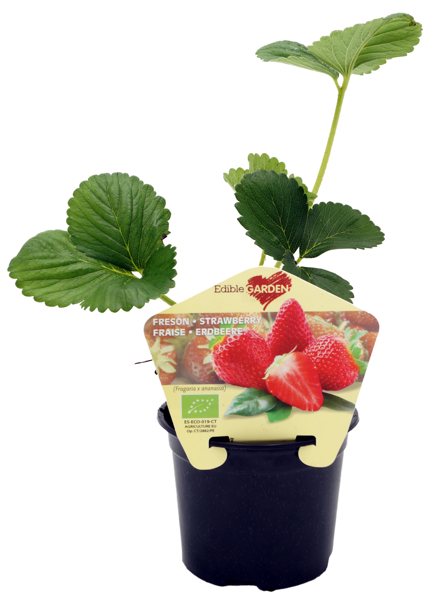 Fresón en maceta D10 cm | Leroy Merlin