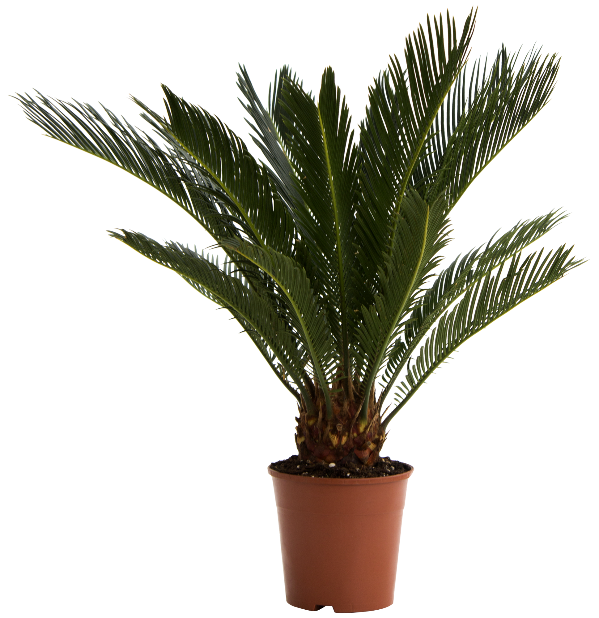 Cycas Revoluta en macera de 14 cm | Leroy Merlin