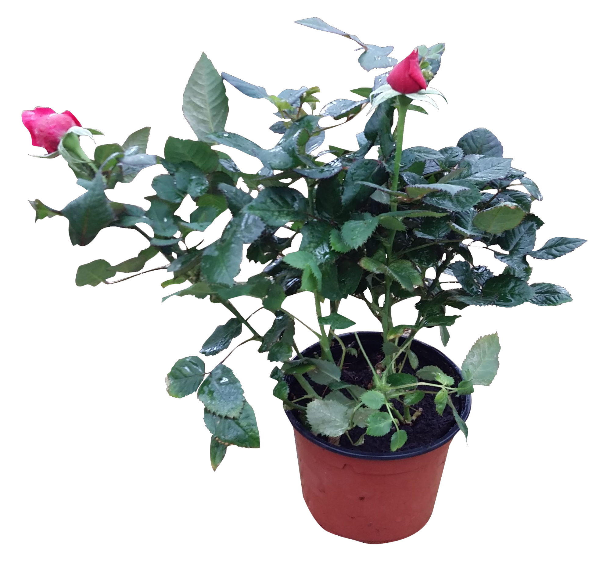 Mini rosal en maceta 12 cm | Leroy Merlin