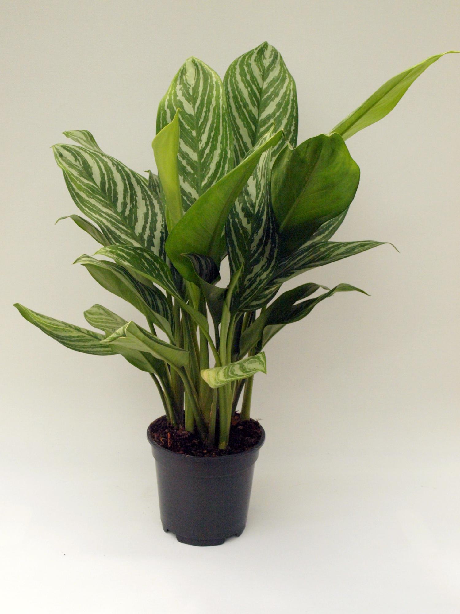 Planta verde Aglaonema en maceta de 17 cm | Leroy Merlin