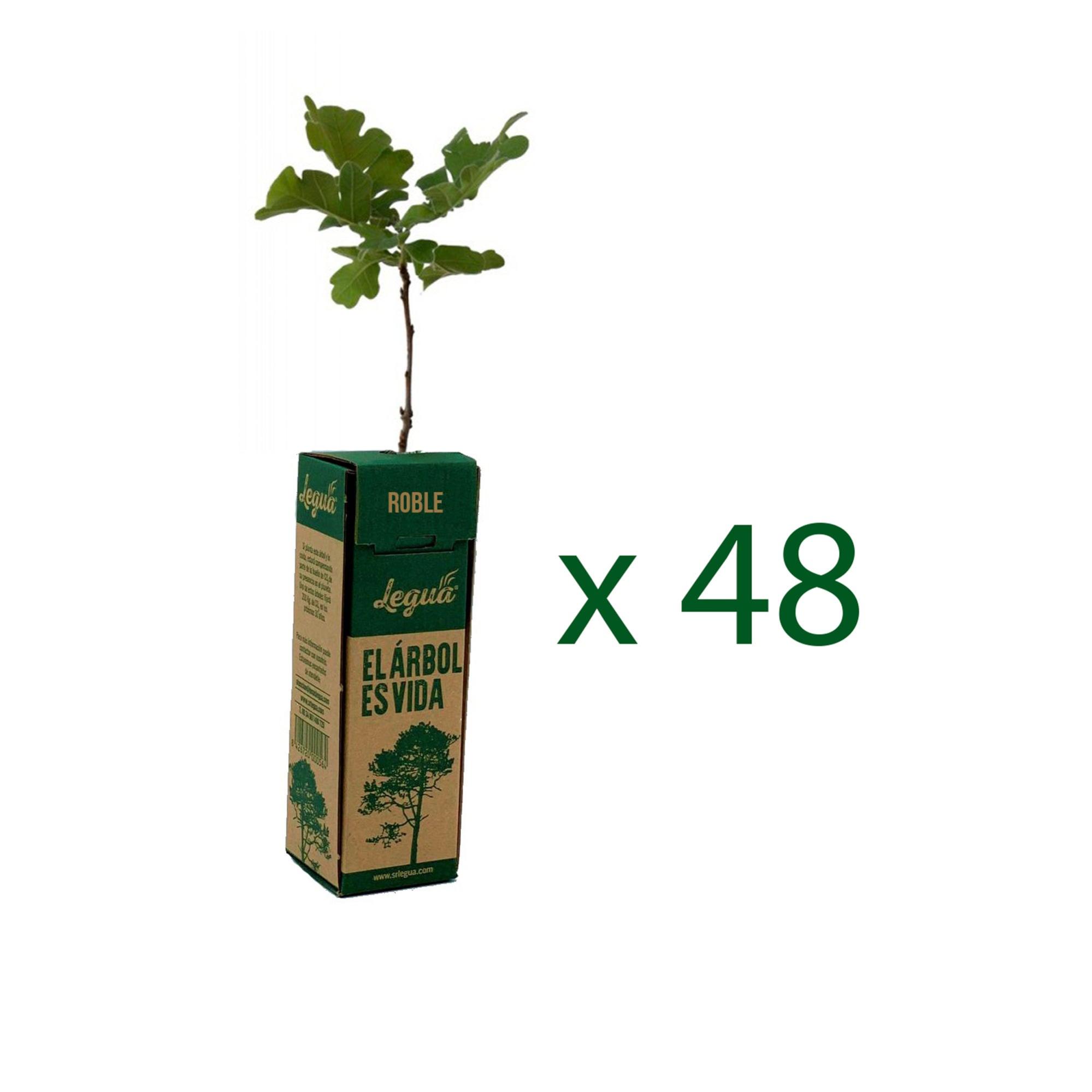 Roble de 1 años cepellón | Leroy Merlin