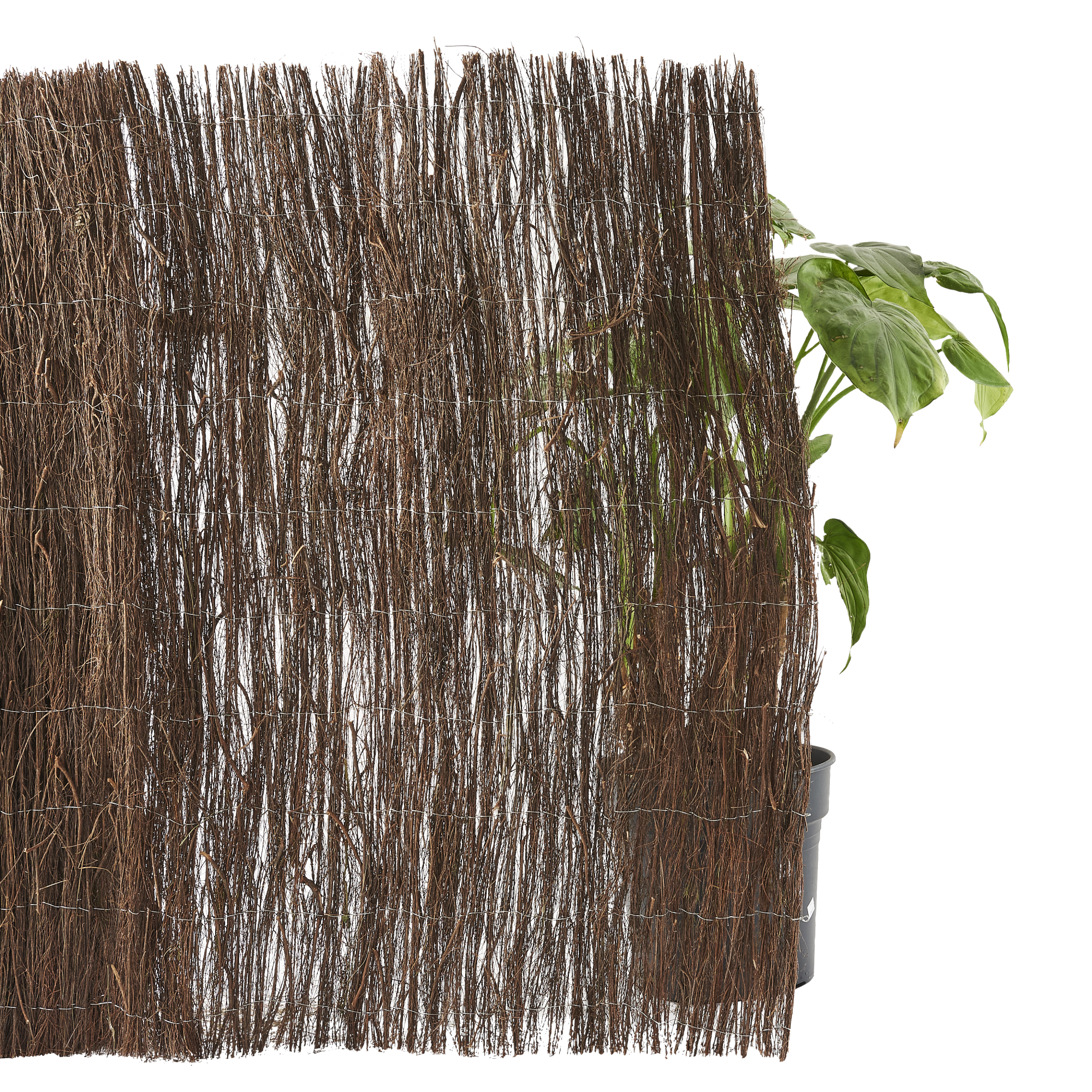 Brezo fino NATERIAL marrón 1,5 x 3 m | Leroy Merlin