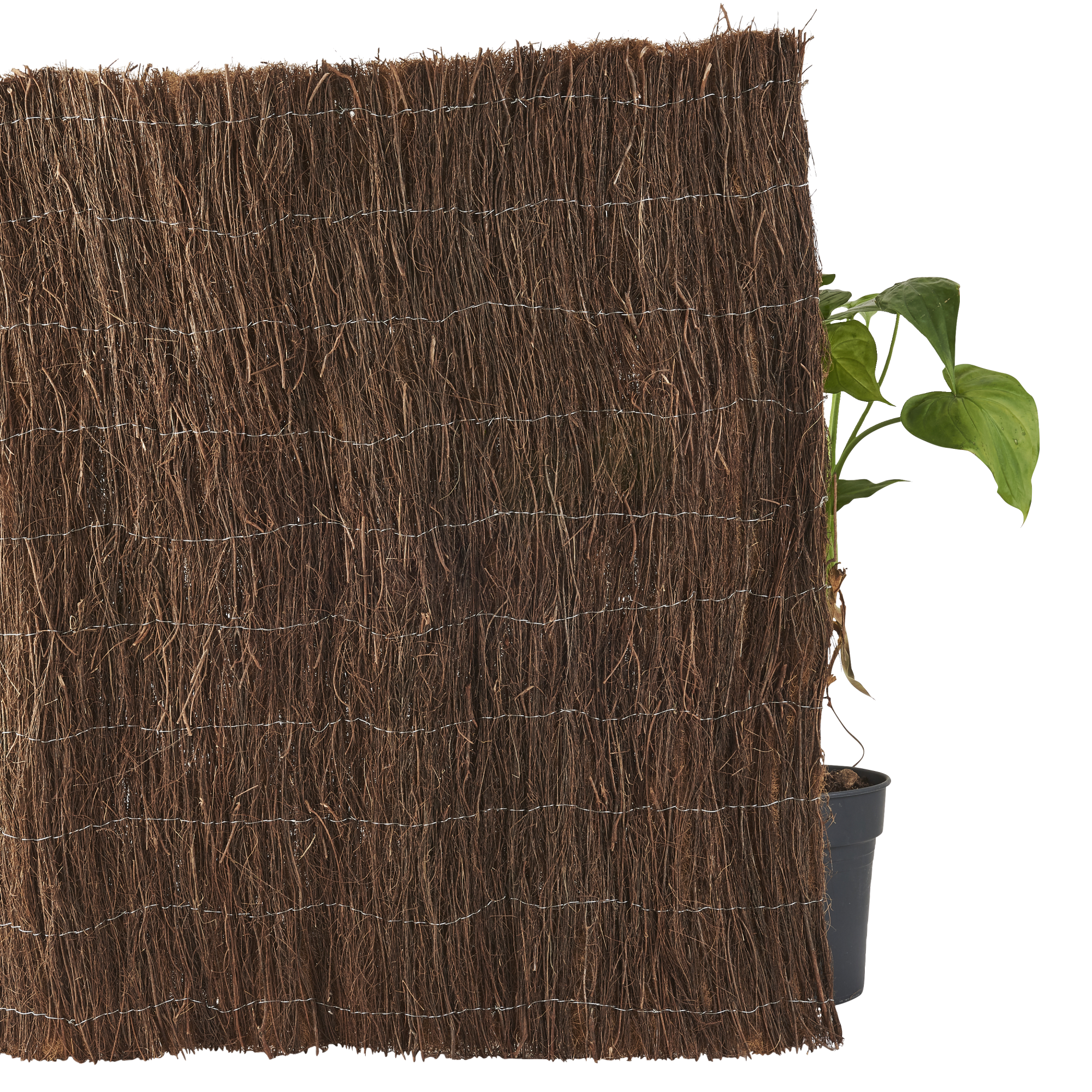 Brezo con coco CATRAL marrón 2 x 3 m | Leroy Merlin