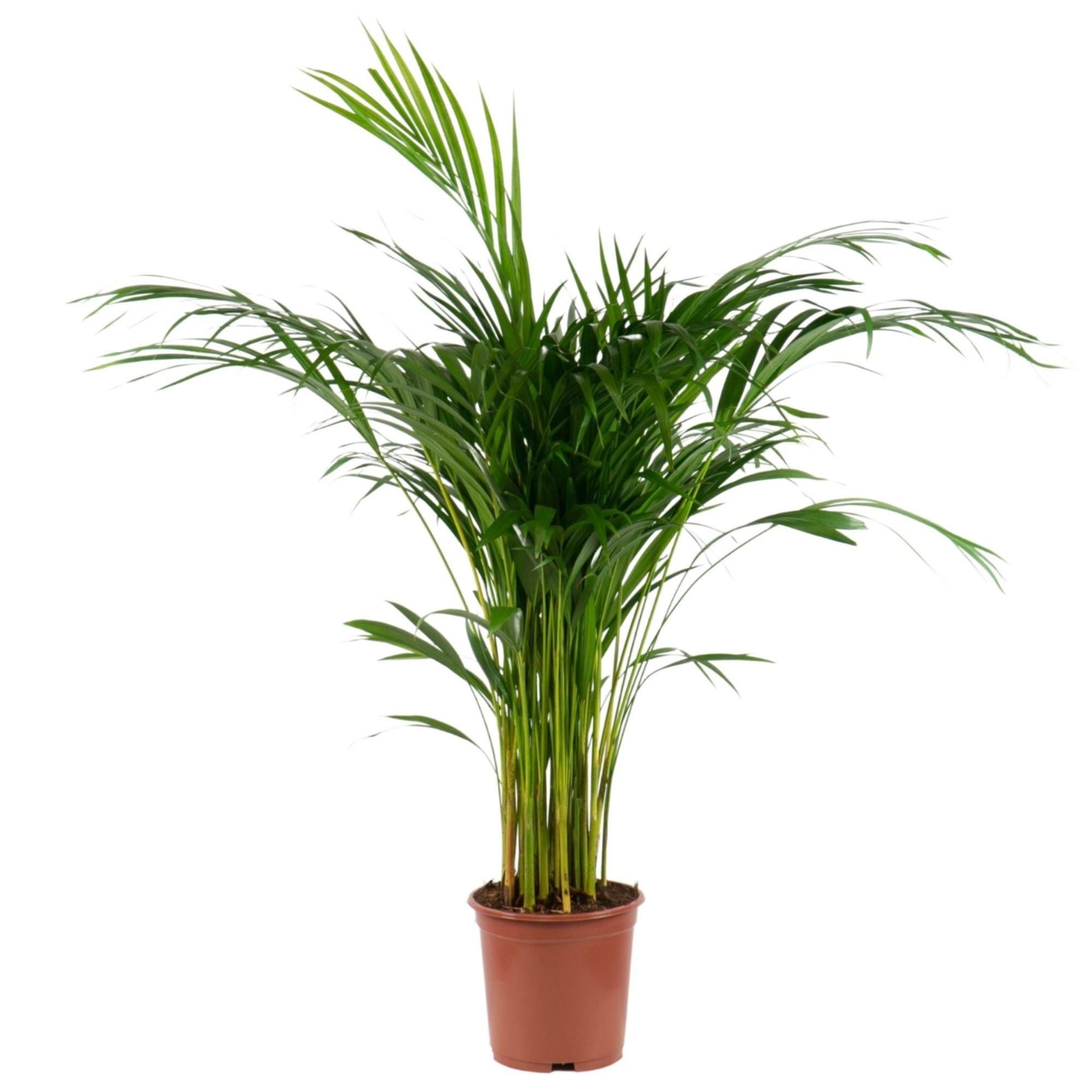 Palmera Areca Dypsis lutescens 110-120 cm en maceta de 24 cm | Leroy Merlin