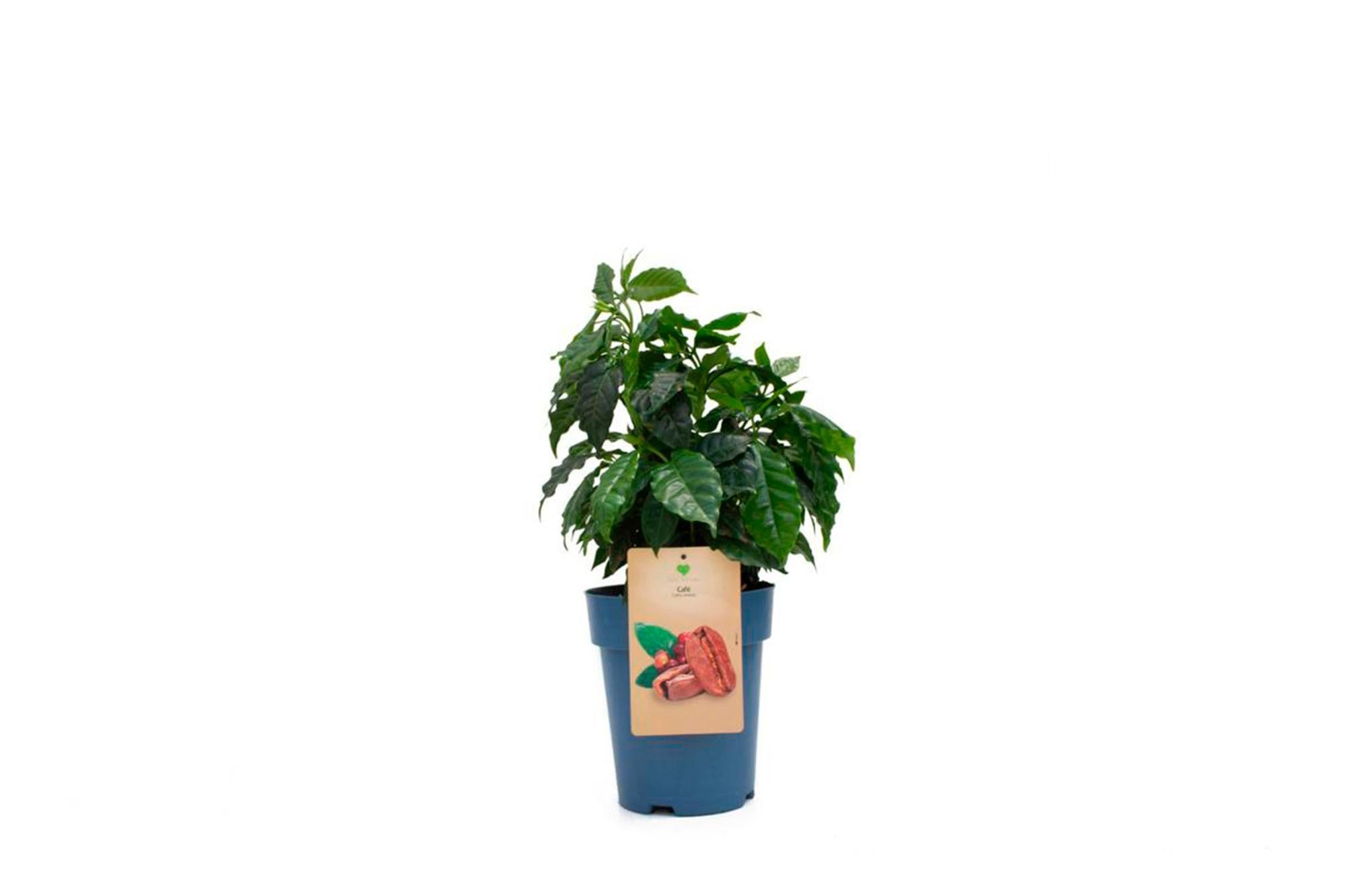 Coffea arabica cafeto en maceta de 23 cm | Leroy Merlin