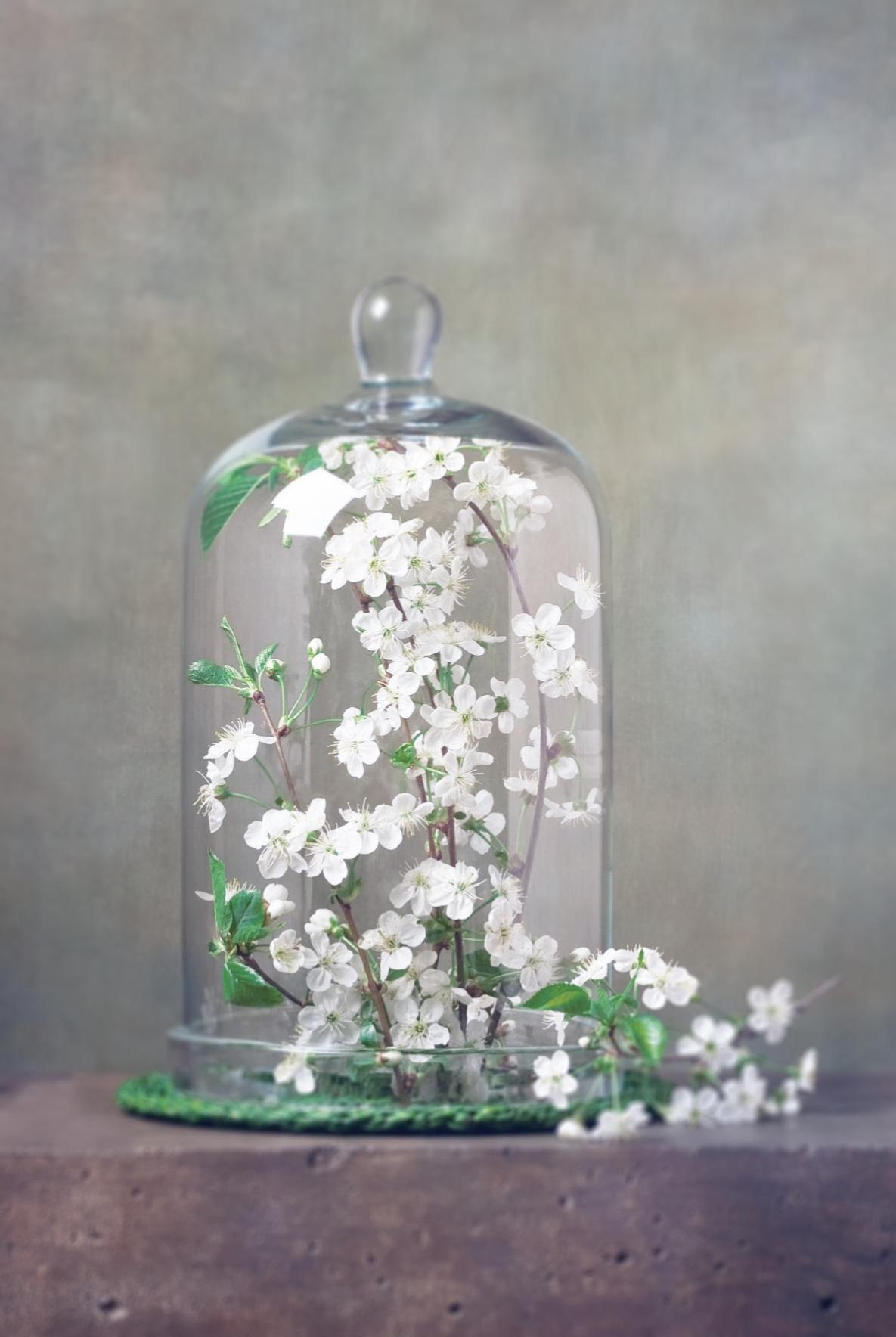 Plexiglass imprimé Fleur sous cloche, multicolore ARTIS l.65 x H.97 cm ...