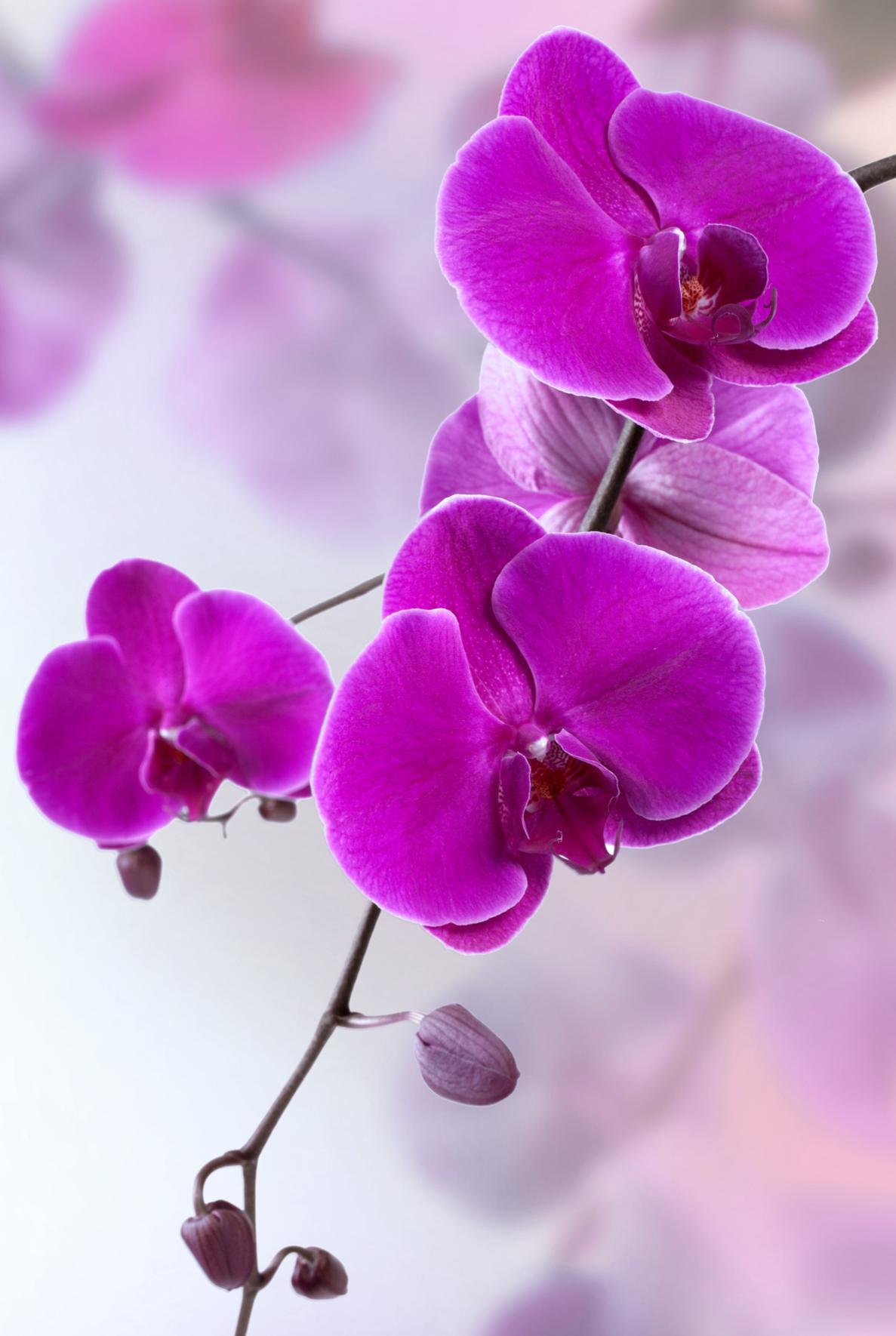 Toile imprimée Orchidée ARTIS l.45 x H.30 cm | Leroy Merlin