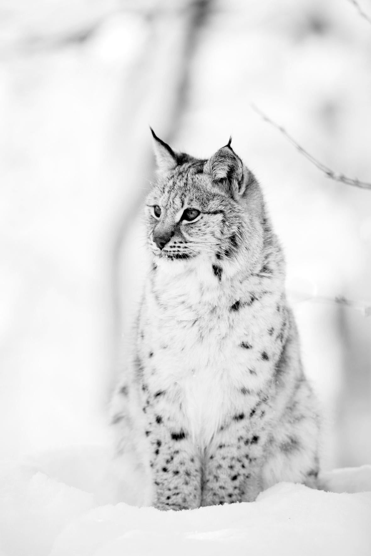 Image encadrée LINX ARTIS l.80 x H.120 cm | Leroy Merlin