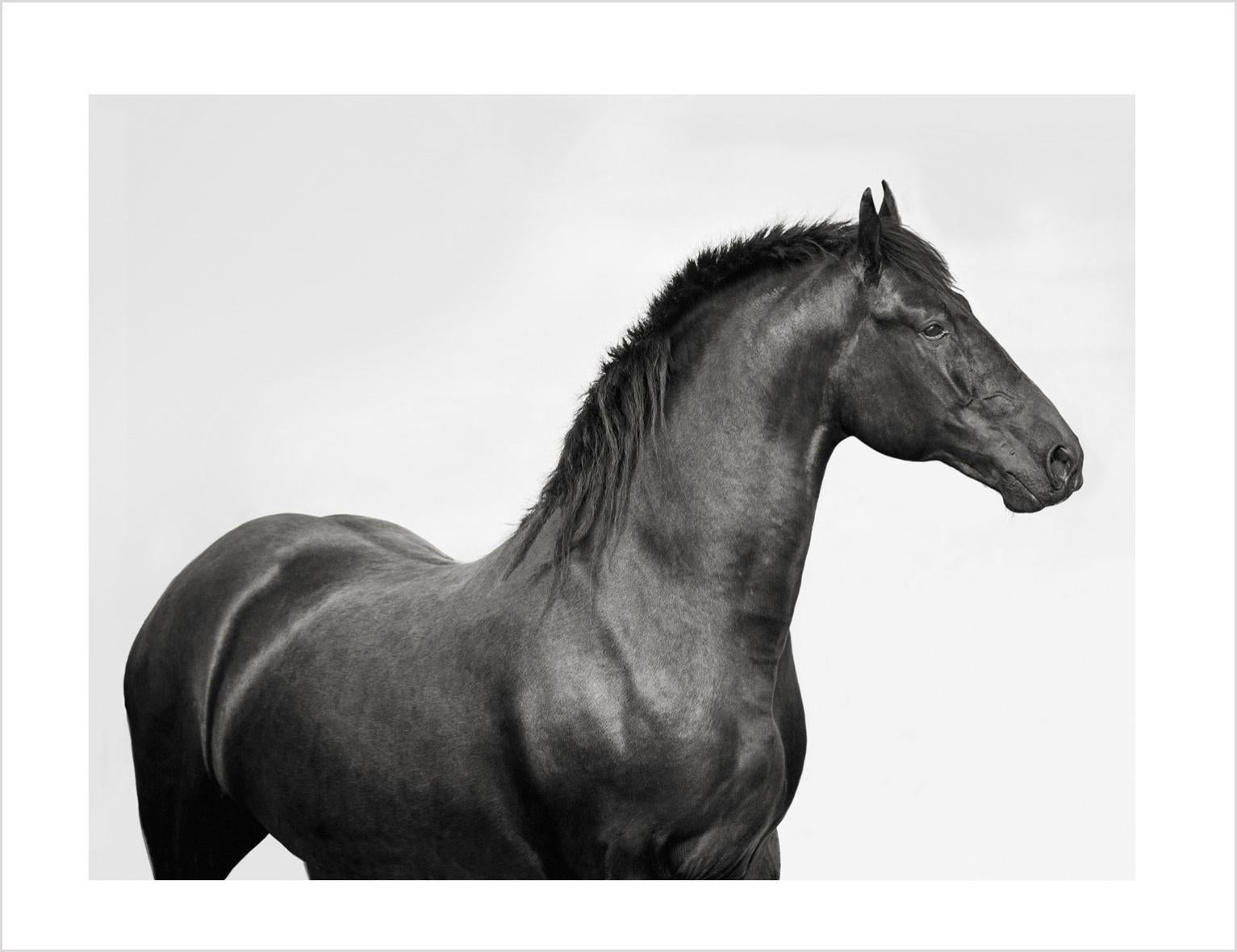 King Mamba, Stallion, noir l.50 x H.40 cm | Leroy Merlin