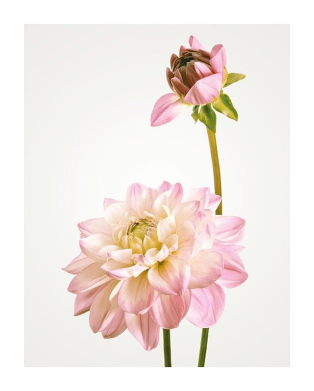 Affiche Dahlia KOMAR l.40 x H.50 cm | Leroy Merlin