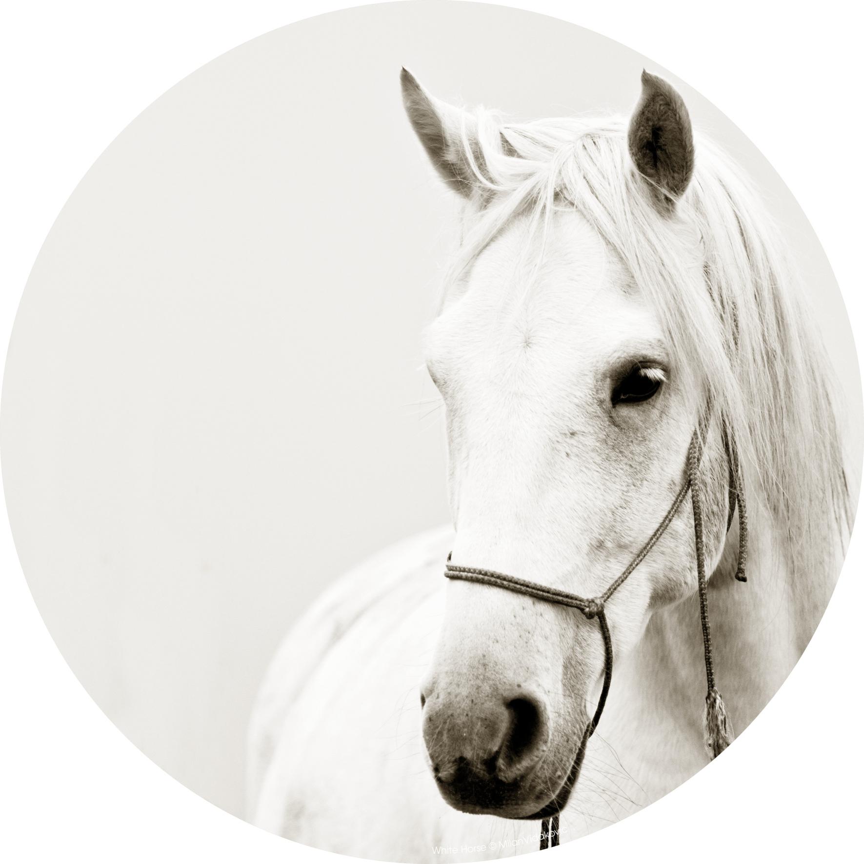 Verre imprimé Cheval blanc ARTIS l.23 x H.23 cm | Leroy Merlin