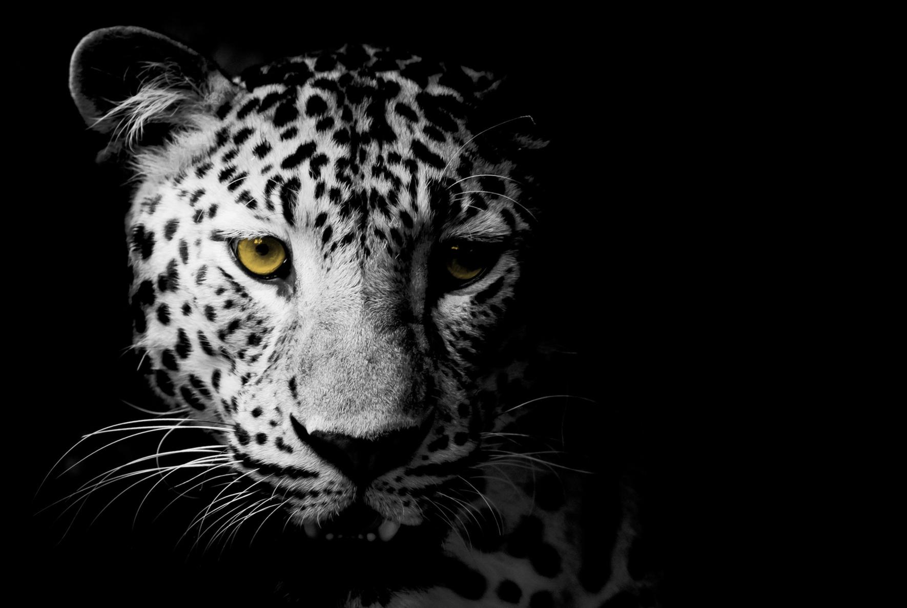 Verre imprimé Léopard ARTIS l.30 x H.45 cm | Leroy Merlin