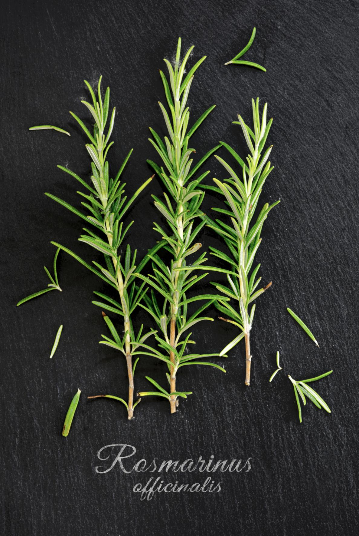 Toile imprimée Romarin, vert ARTIS l.45 x H.30 cm | Leroy Merlin