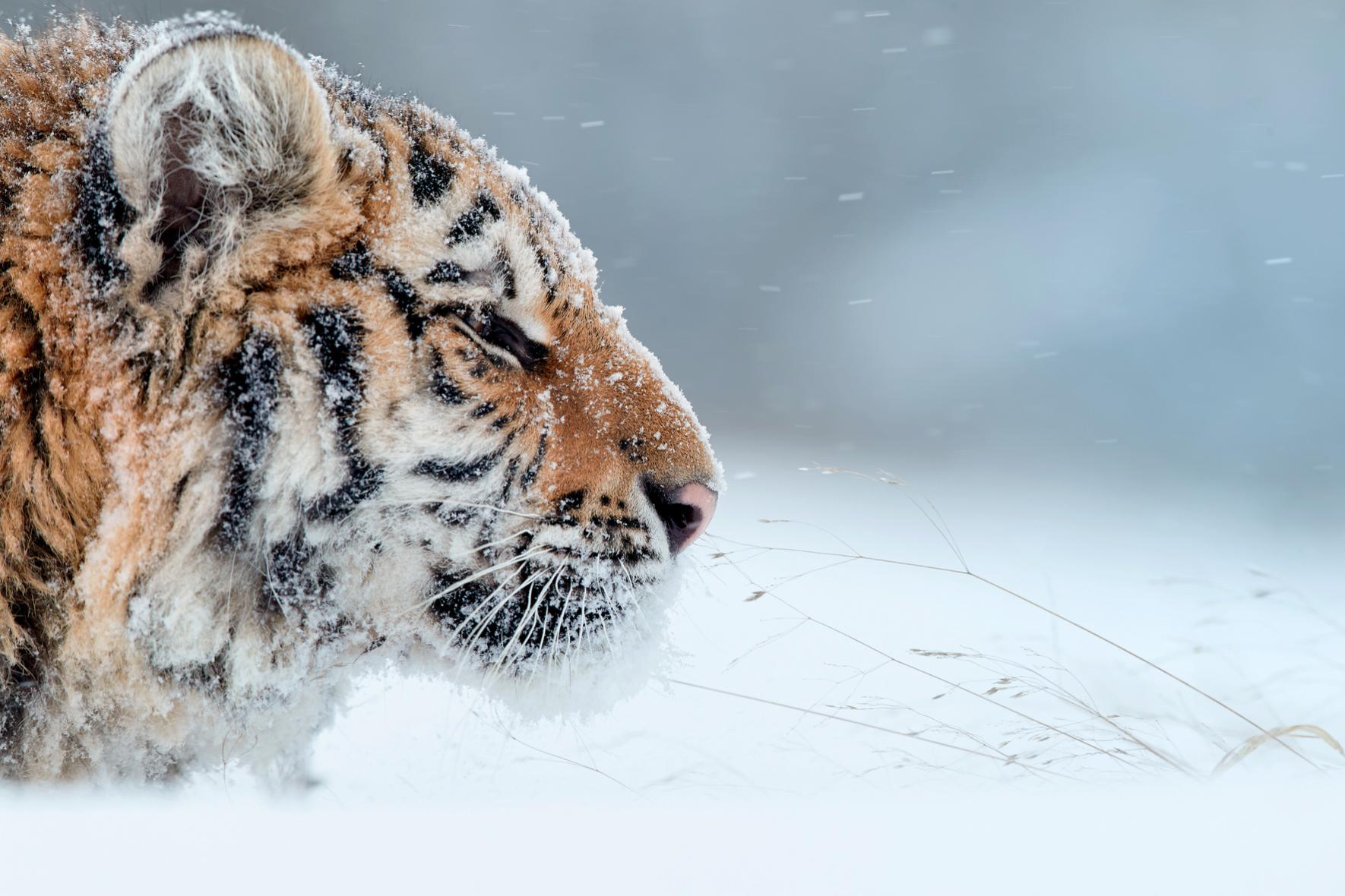 Plexiglass imprimé Tiger snow ARTIS l.120 x H.80 cm | Leroy Merlin