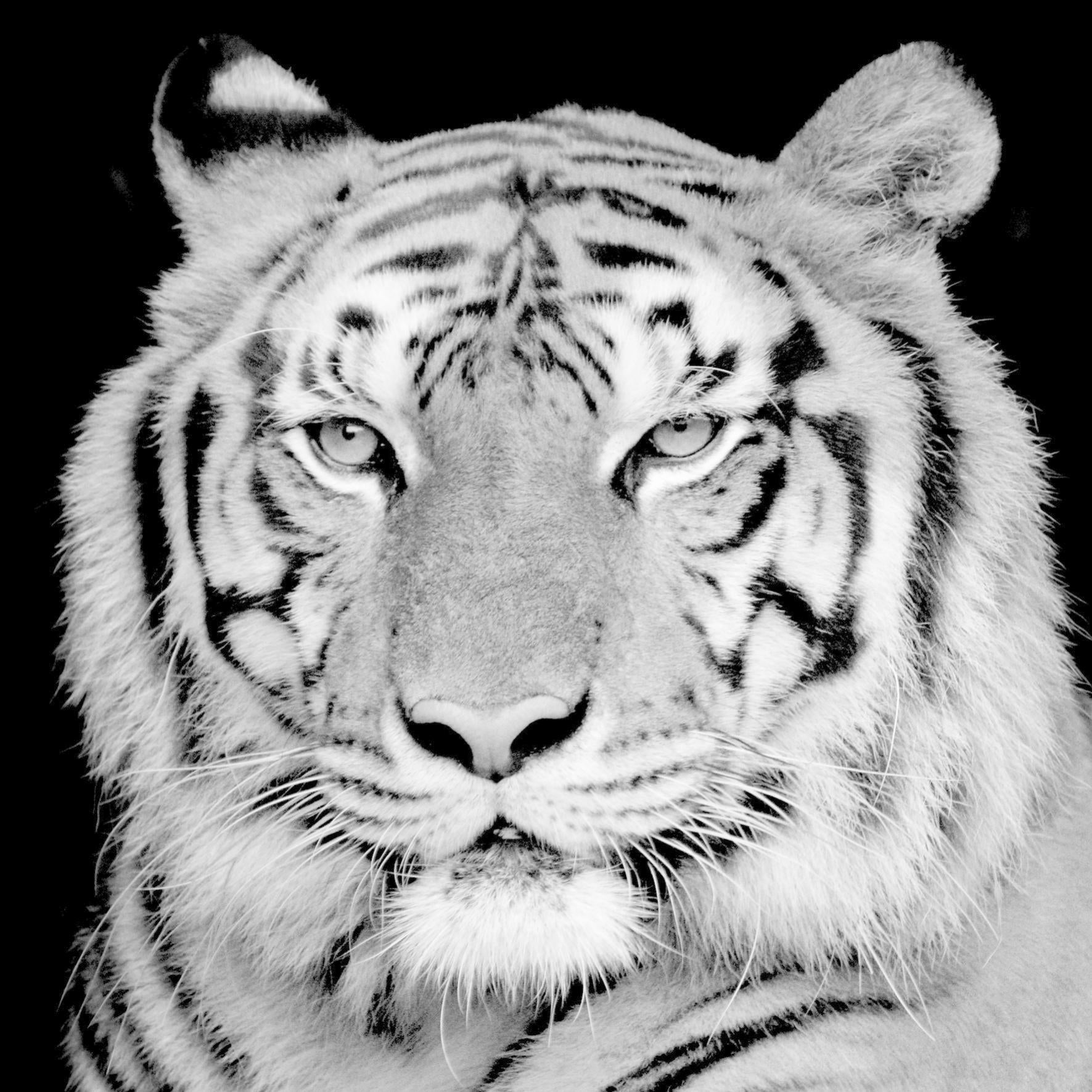 Plexiglass imprimé White tiger ARTIS l.90 x H.90 cm | Leroy Merlin