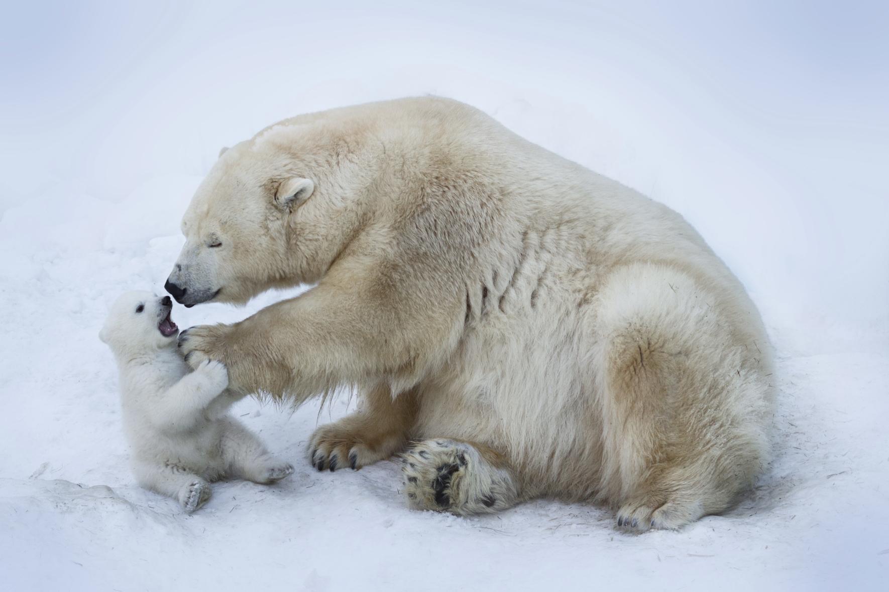 Plexiglass imprimé Bisous d'ours ARTIS l.97 x H.65 cm | Leroy Merlin
