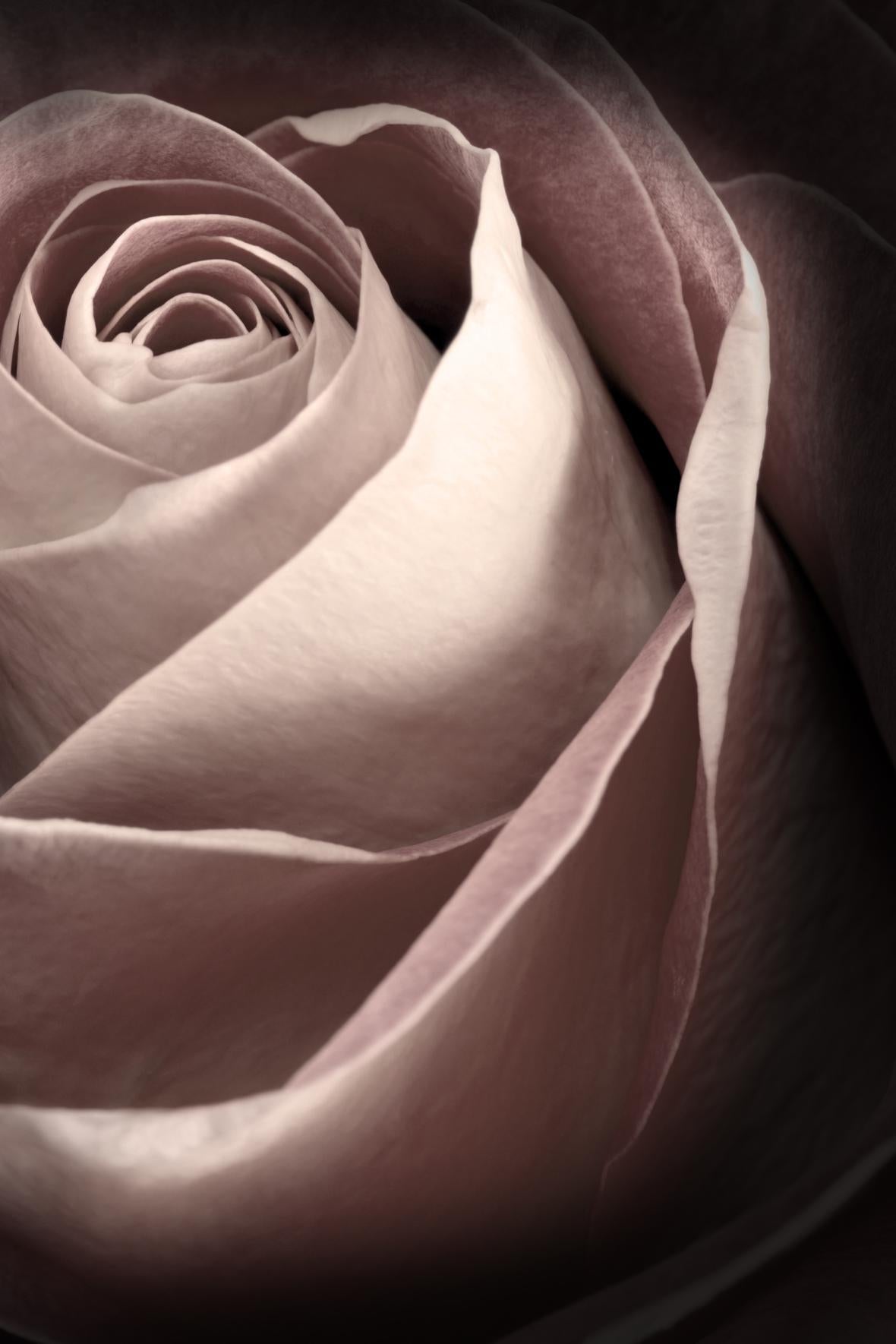 Verre imprimé Rose douce ARTIS l.65 x H.45 cm | Leroy Merlin