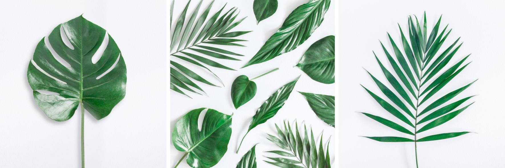 Verre imprimé Triptyque Feuille ARTIS l.97 x H.30 cm | Leroy Merlin