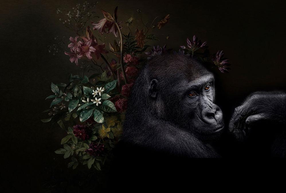 Papier peint panoramique Wildlife singe multicolore intissé l.400 x H ...