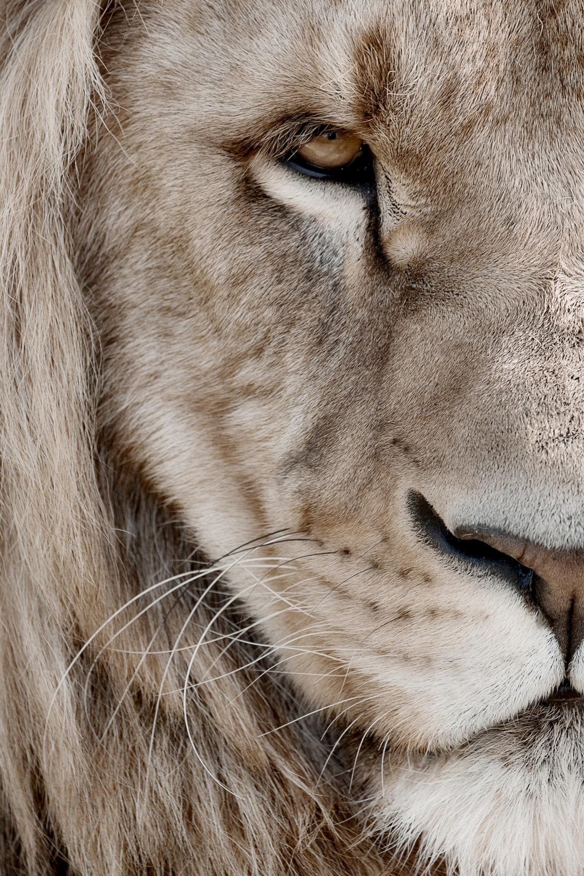 Toile imprimée Demi lion ARTIS l.97 x H.65 cm | Leroy Merlin