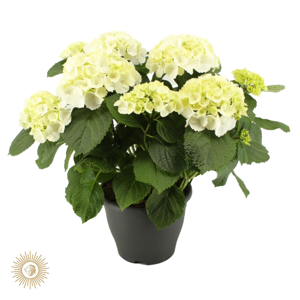 HORTENSIA BLANC POT 23 cm/ H50 cm | Leroy Merlin