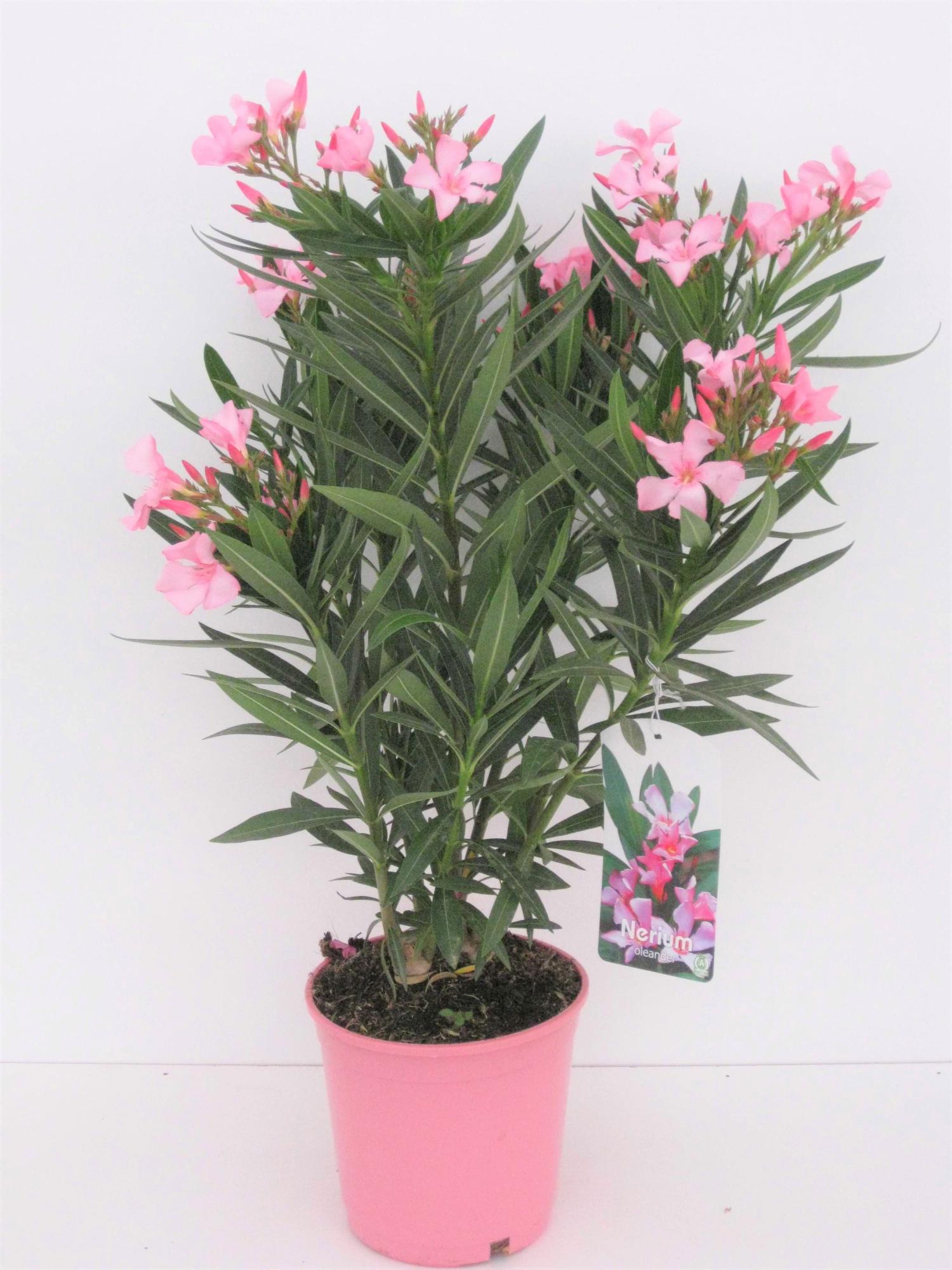 Laurier rose pot de 5 l, H.55 cm | Leroy Merlin