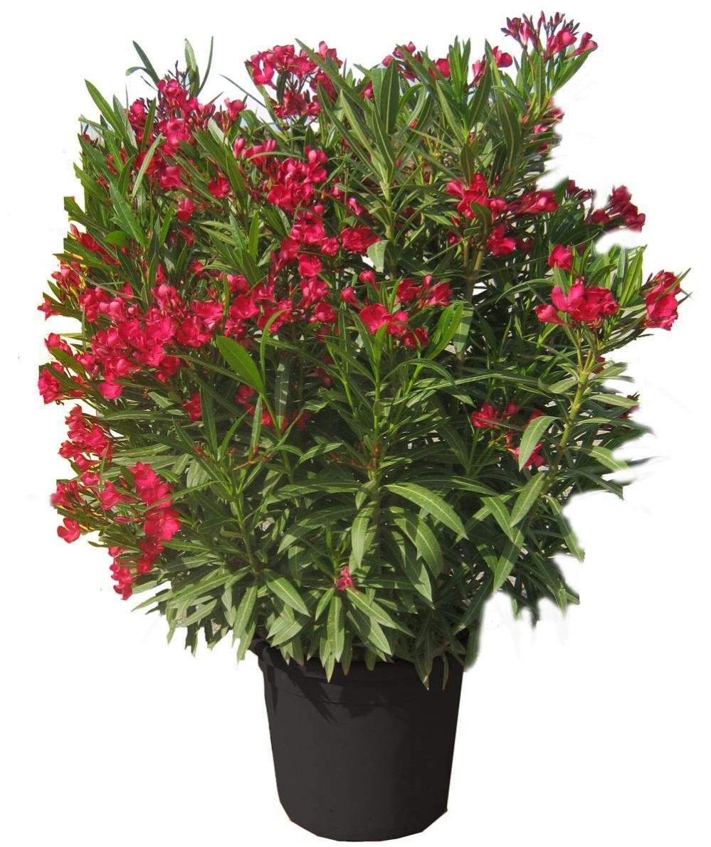 Nerium Oleander C24L Deco H.100cm | Leroy Merlin