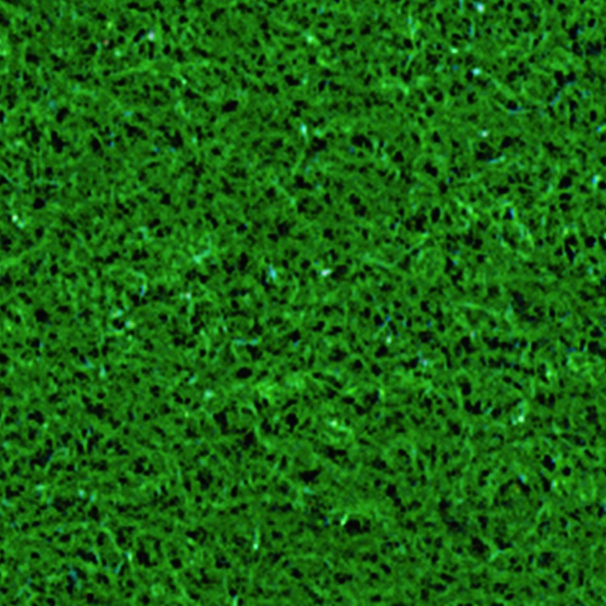 Moquette agugliato tessuto piatto verde scuro Magic L H 2 m | Leroy Merlin